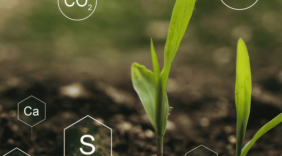 Soil Sulphur 101: Understanding how it works - Compost