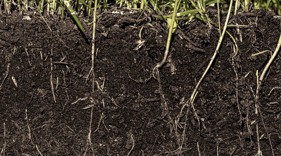 Biochar: The New Soil Amendment Hero in Town - Compost
